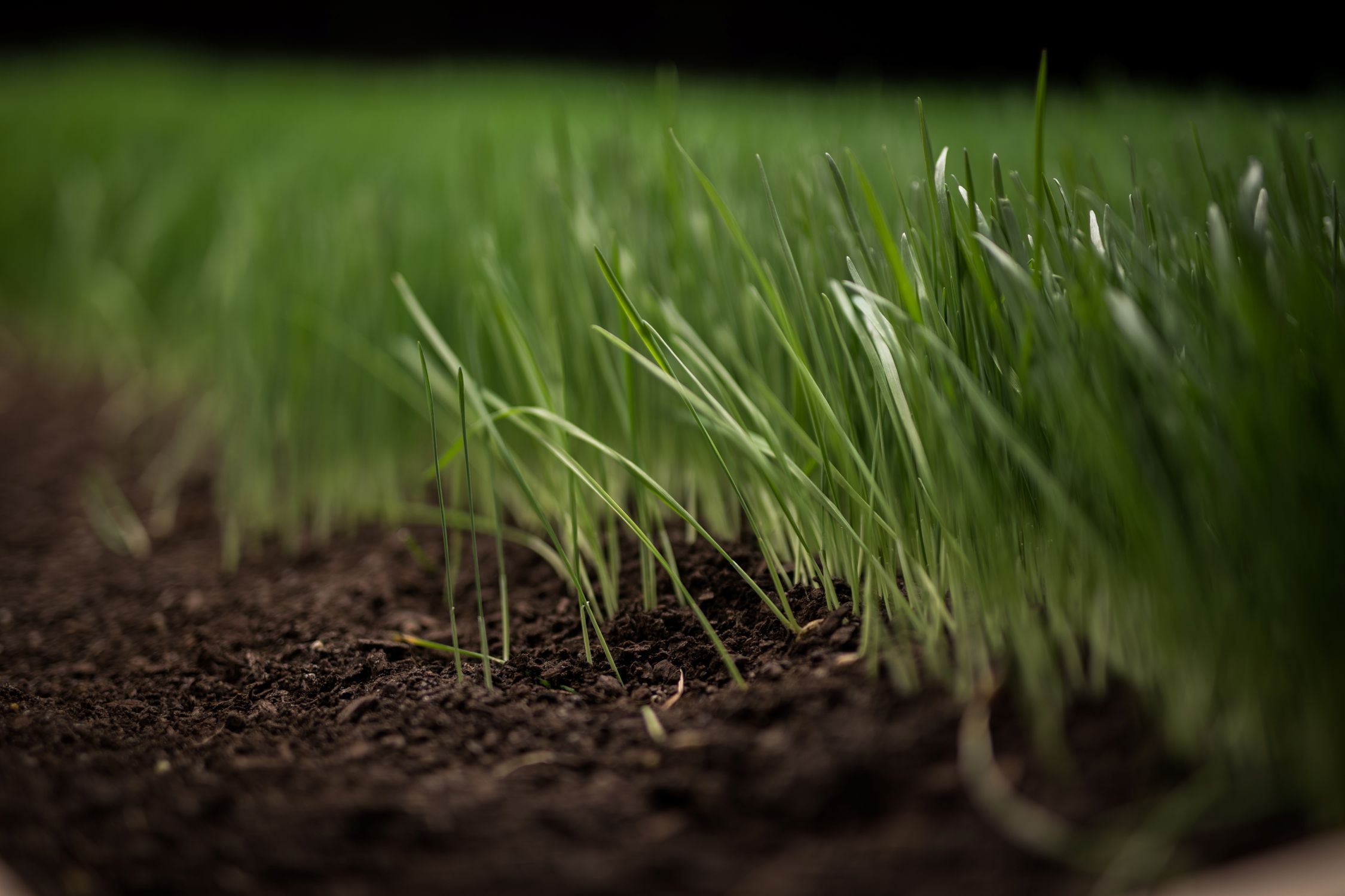 How to Boost Your Grass Growth Naturally 🌱 - Kiefer Landscaping